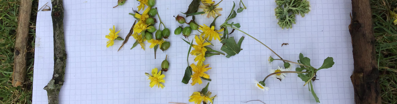 Weekly update 10 July 2020 | Springfield Bees