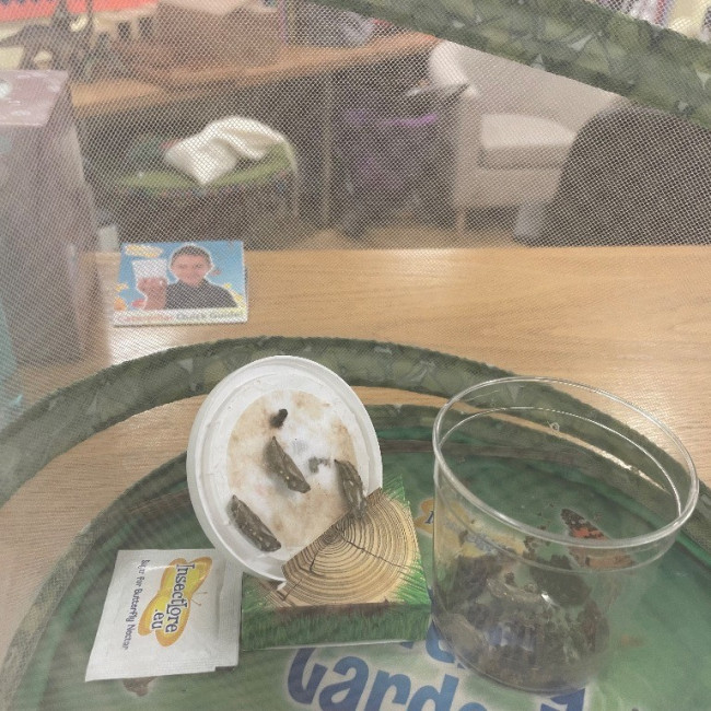 Weekly roundup 21 April 2023 | Springfield Bees